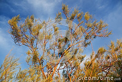 Shrub Saxaul (Haloxylon) Royalty-Free Stock Photo | CartoonDealer.com ...