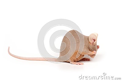 Shy Mouse Royalty Free Stock Images - Image: 1409389