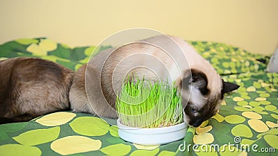 Siamese cat nibbling grass stock footage. Video of mammals - 38648796