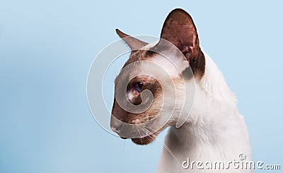 Siamese Cat Royalty-Free Stock Photography | CartoonDealer.com #41221013