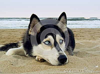 Siberian Husky On The Beach Royalty Free Stock Images - Image: 16350839