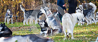 Siberian Husky Group Royalty Free Stock Images - Image: 17442699