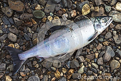 Siberian Salmon Fish On The Stones Shore Stock Photo - Image: 55580002