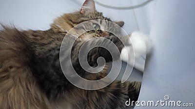 Siberian Tabby Cat Playing with and Biting a Wire Stock Footage - Video ...