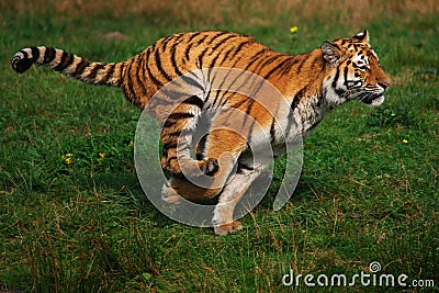 Siberian Tiger Running Royalty Free Stock Photography - Image: 11134837