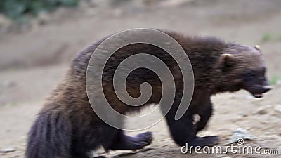 Siberian Wolverine Gulo Gulo in Nature Stock Footage - Video of ...