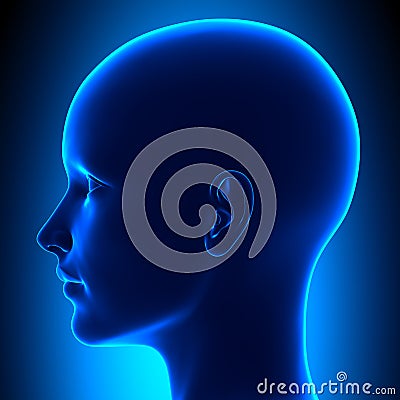 Side Female Head Anatomy Stock Photo | CartoonDealer.com #47171520