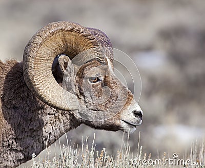 Side Portrait Of Big Horn Ram Stock Image - Image: 27493651