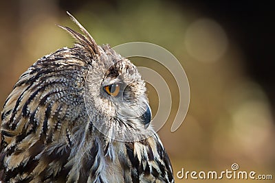 Side profile animals Images - Search Images on Everypixel