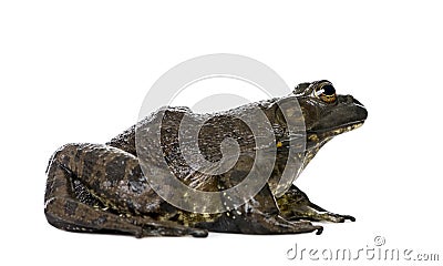 Side View Of Bullfrog Against White Background Royalty Free Stock ...
