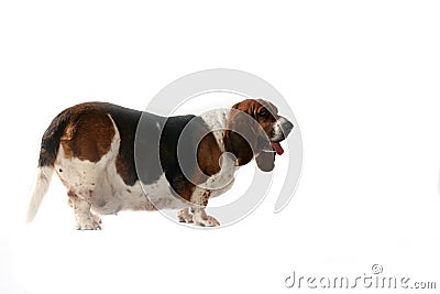Side View Of Fat Basset Hound Dog Royalty Free Stock Images - Image ...