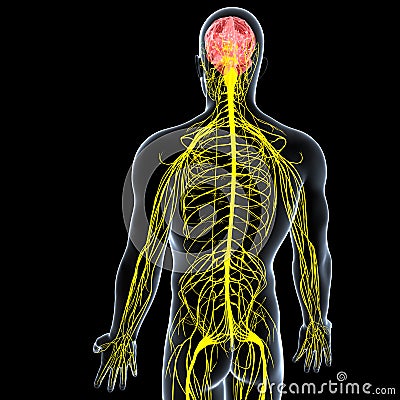 Side View Of Male Nervous System Stock Illustration | CartoonDealer.com ...
