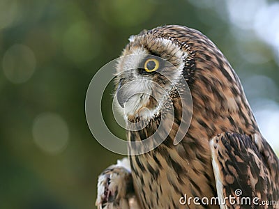 Side View Of An Owl. Stock Image - Image: 10909301