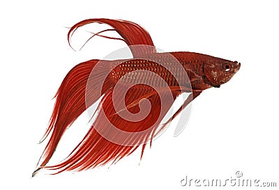 Side View Of A Siamese Fighting Fish, Betta Splendens Royalty-Free ...