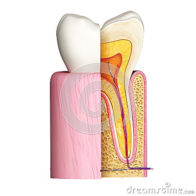 Side View Of Teeth Anatomy Stock Photos - Image: 25884783