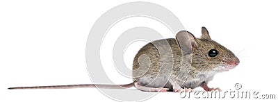 5,075 Mouse Front Photos - Free & Royalty-Free Stock Photos from Dreamstime