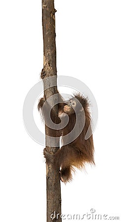 Side View Of A Young Bornean Orangutan Climbing On A Tree Trunk Royalty ...