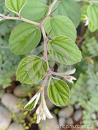 Sidr Leaf And Branch Of Sidr Tree Stock Photo | CartoonDealer.com ...