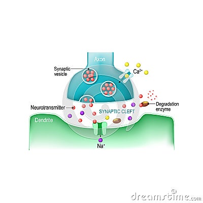 Signal Transmission At A Chemical Synapse Cartoon Vector ...