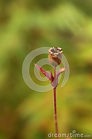 Silene Dioica, Commonly Called The Red Campion, During Seed Dispersal ...