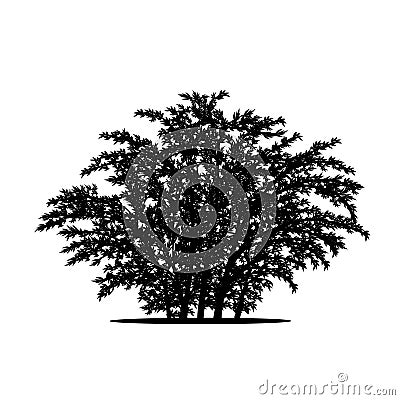 Silhouette Bush With Leaves And Shadow Cartoon Vector | CartoonDealer ...