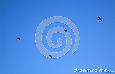 Silhouettes Of Flying Birds At Altitude At Background The Blue Sky ...