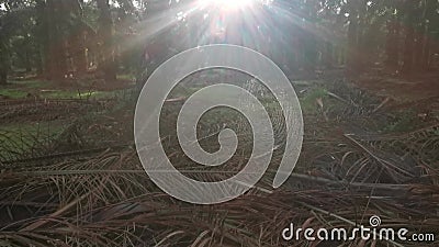 Silk Orb Weaver Spider Webcob at the Plantation. Stock Video - Video of ...