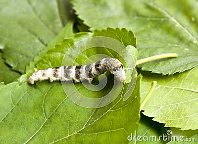 Silkworm Stock Photos - Image: 14278293