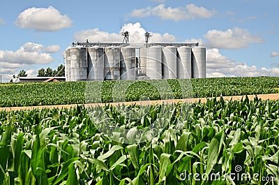 Rows of beans on farm stock photo. Image of line, farmland - 12090668