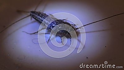 Silver fish insect moving stock video. Video of nature - 90040679