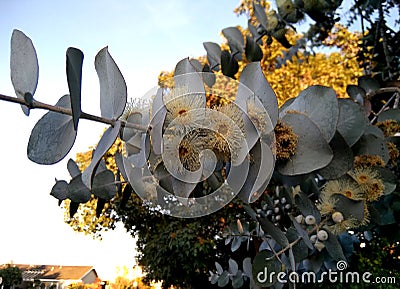Silver-leaf Stringybark, Silver Dollar Tree, Eucalyptus Cinerea ...