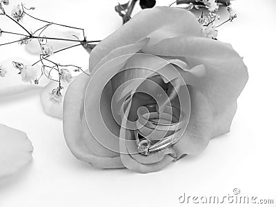 Silver Rose Royalty Free Stock Image - Image: 59326