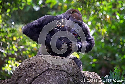 Silverback Gorilla Beating Chest Stock Images - Image: 36168474