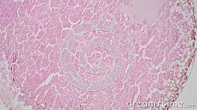 Simple-cell of Egg of Frog Filmed in Static Under Microscope with 100x ...