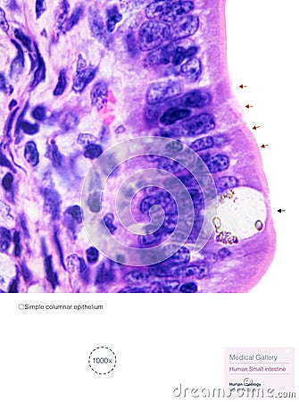Simple Columnar Epithelium Stock Photo | CartoonDealer.com #364786644