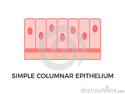 Simple Columnar Epithelium. Epithelial Tissue Types. Cartoon Vector ...
