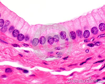 Simple Columnar Epithelium Stock Image | CartoonDealer.com #93292693