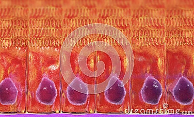 Simple Columnar Epithelium Royalty-Free Illustration | CartoonDealer ...