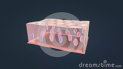 In Humans, Simple Columnar Epithelium Lines Most Organs of the ...