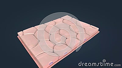 In Humans, Simple Columnar Epithelium Lines Most Organs of the ...