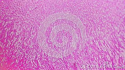 Simple Cuboidal Epithelium of the Human in High Magnification 40x Under ...