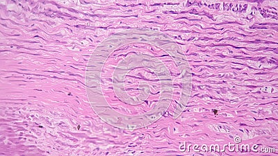 Simple Squamous Epithelium Sec Filmed Under Microscope with 200 Times ...