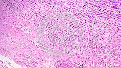 Simple Squamous Epithelium in Section Filmed Under Microscope with 100 ...