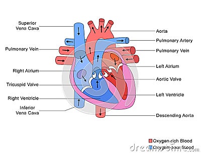 Simplified Structure Of Heart Stock Images - Image: 36544054