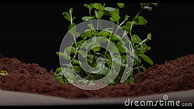 Peppermint Sprouts through the Soil Stock Video - Video of freshness ...