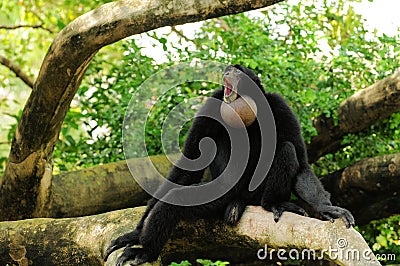 Singing Monkey Stock Images - Image: 20658924