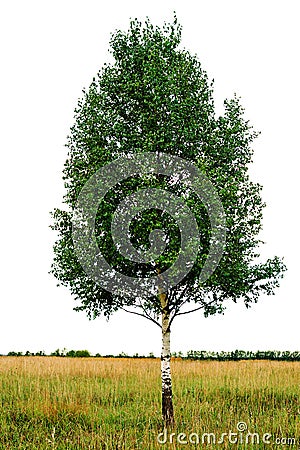 Single Birch Tree Royalty Free Stock Images - Image: 16547889