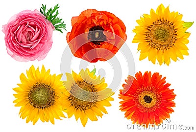 Single Flower Heads. Lily, Ranunculus, Sunflower, Gerber, Anemone Stock ...