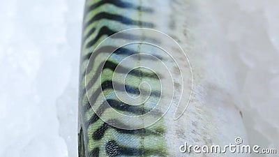 Single Fresh Raw Mackerel Fish on Ice Close Up Stock Video - Video of ...