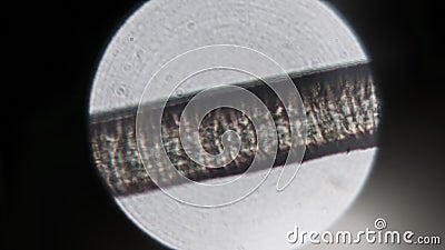 Single Human Hair Under a Microscope Magnification Stock Footage ...